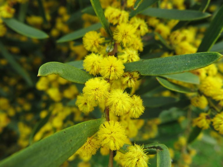 Acacia cochlearis - Geographe Plants