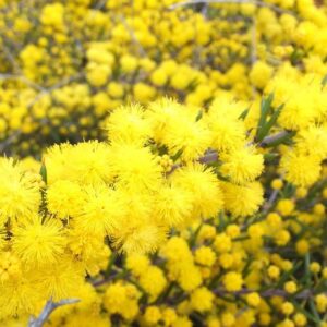 Plant Catalog All Native Plants South West WA - Geographe Nursery