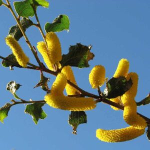 Plant Catalog All Native Plants South West WA - Geographe Nursery