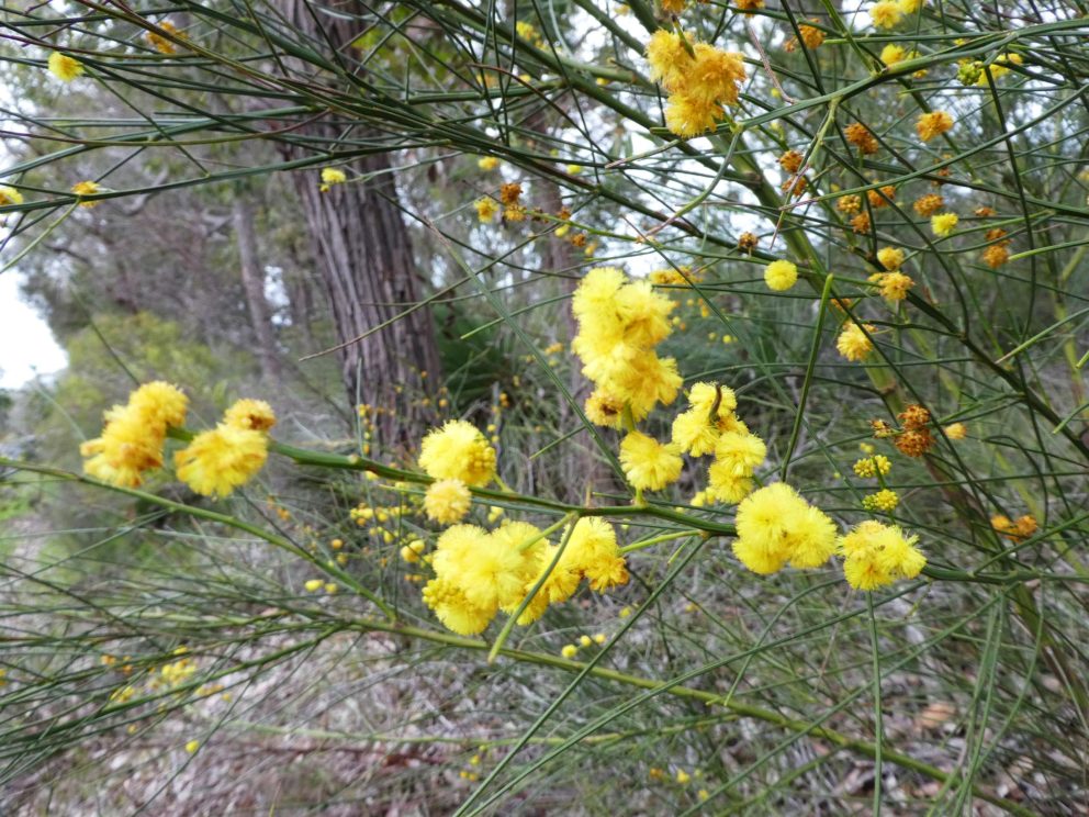 Acacia extensa - Geographe Plants