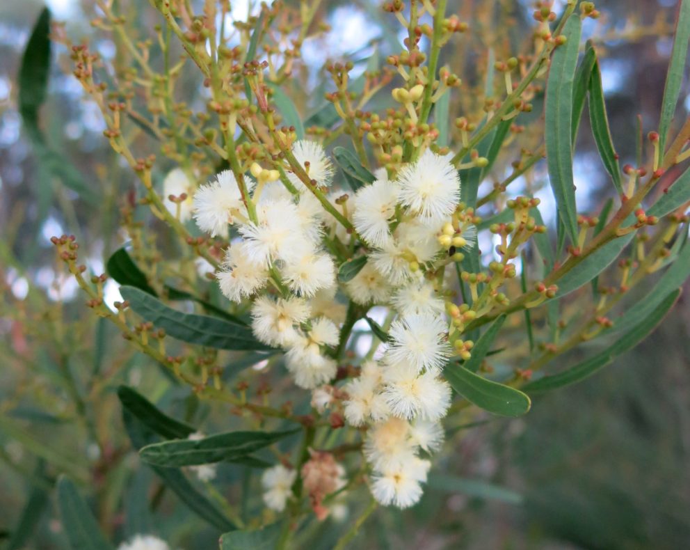 Acacia myrtifolia - Geographe Plants
