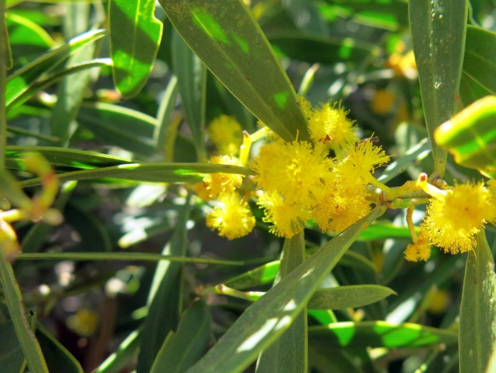 Acacia rostellifera - Geographe Plants