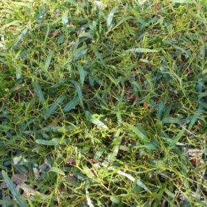 Plant Catalog All Native Plants South West WA - Geographe Nursery
