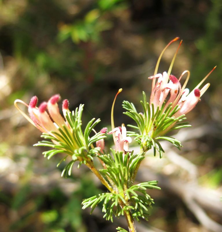 Adenanthos meisneri - Geographe Plants