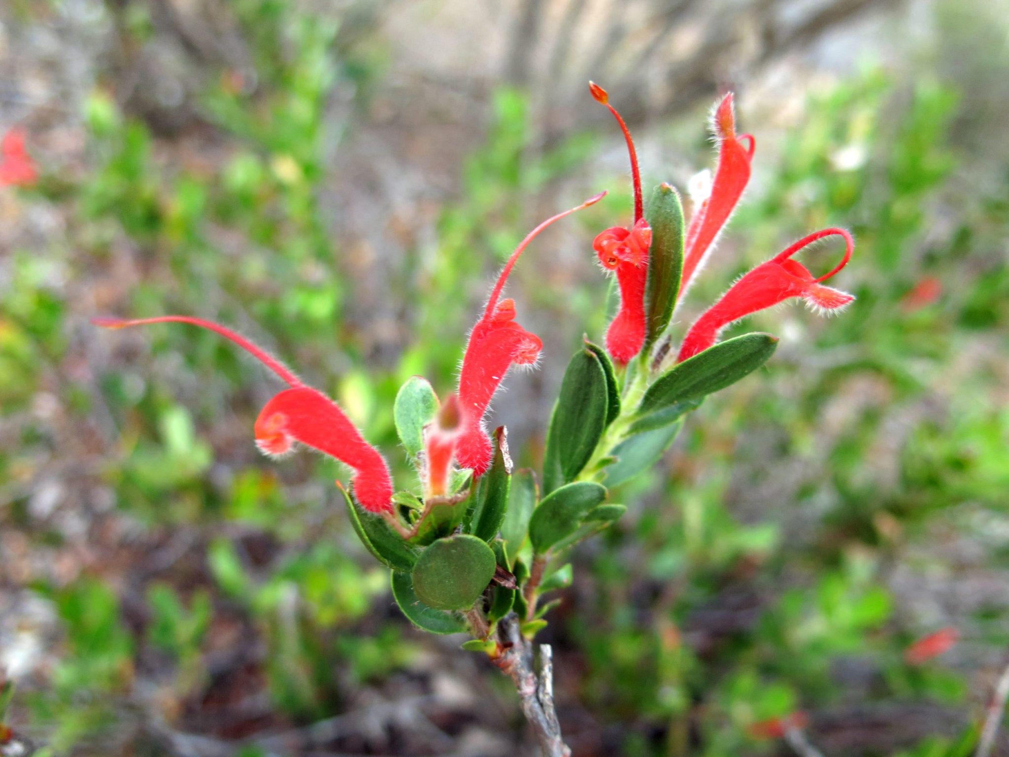 Adenanthos sp. Whicher Range - Geographe Plants