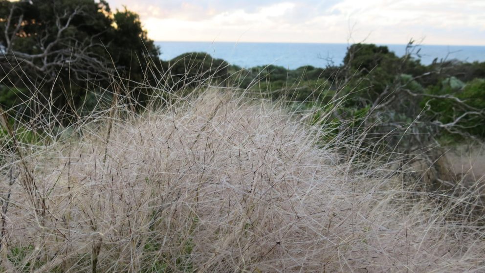 Austrostipa elegantissima - Geographe Plants