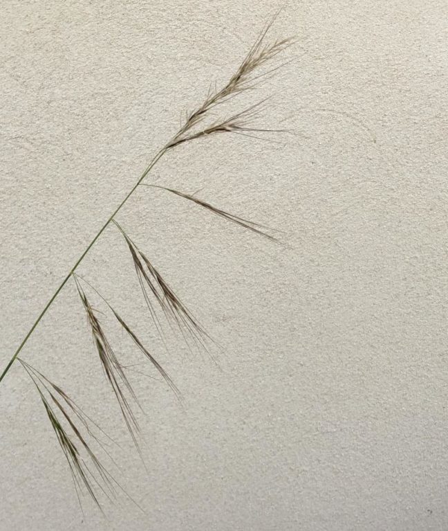 Austrostipa flavescens - Geographe Plants