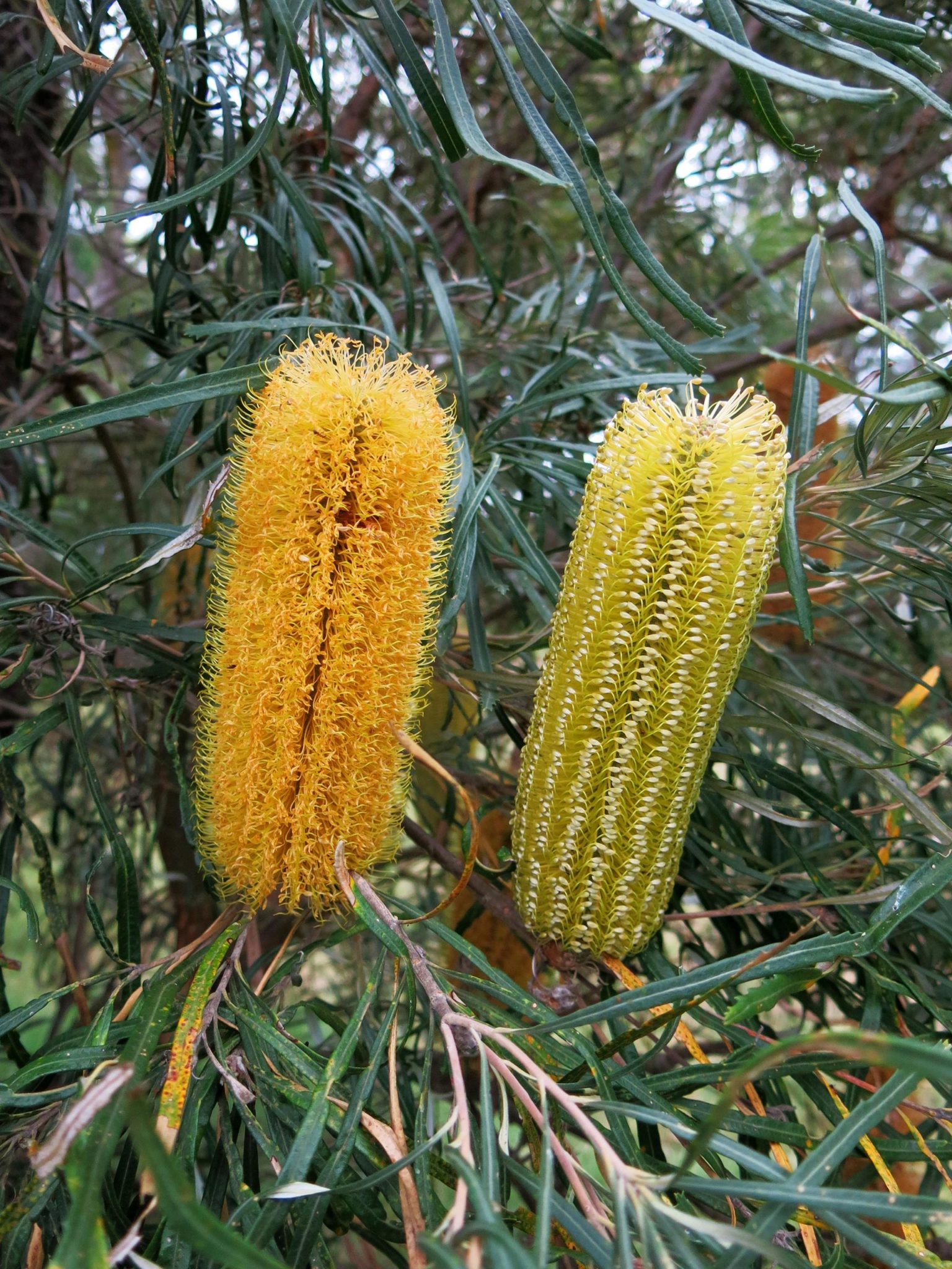 Banksia littoralis - Geographe Plants