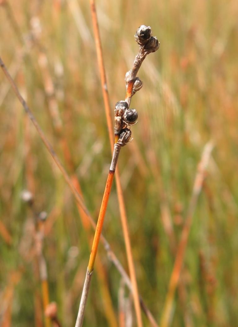 Baumea juncea - Geographe Plants