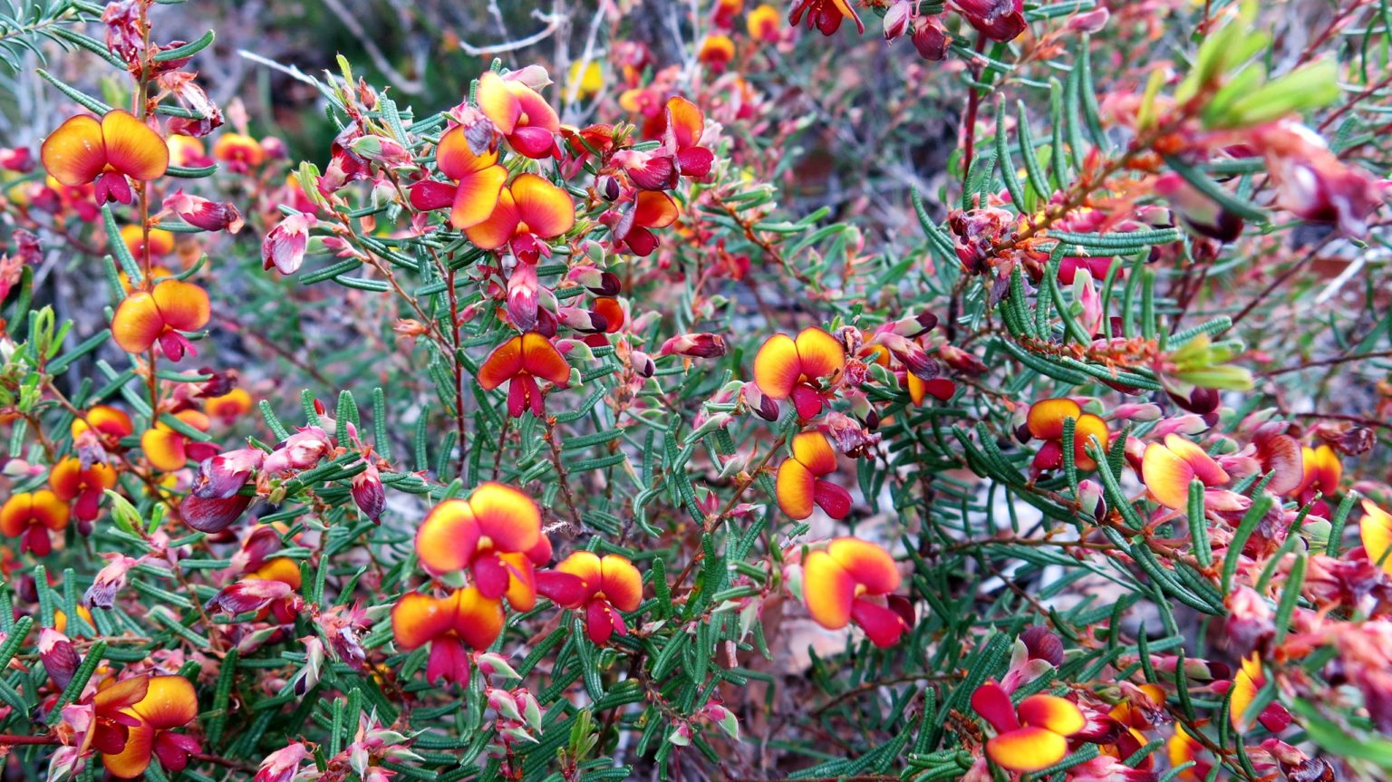 Bossiaea eriocarpa - Geographe Plants