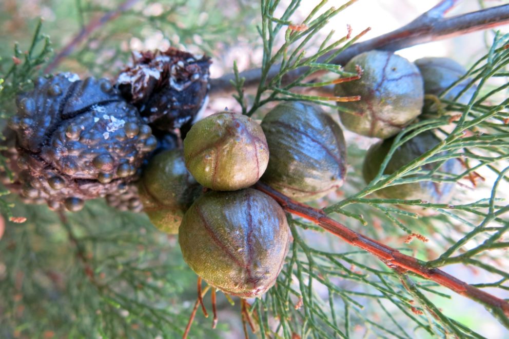 Callitris preissii - Geographe Plants