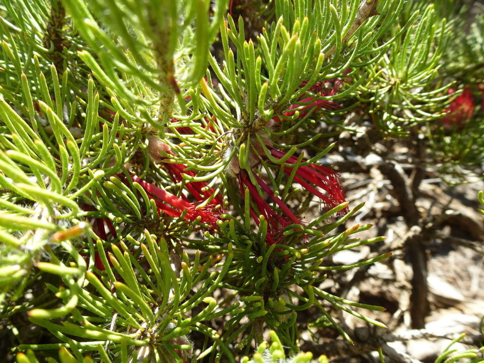 Calothamnus hirsutus - Geographe Plants
