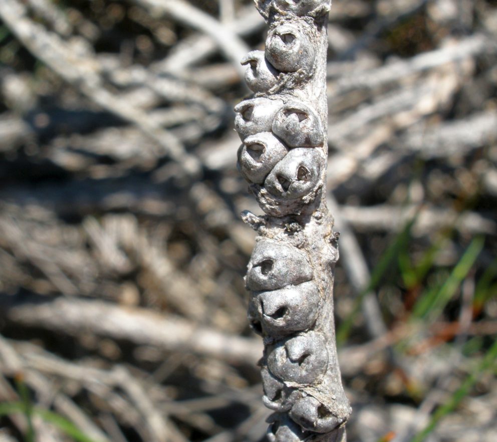 Calothamnus lateralis - Geographe Plants