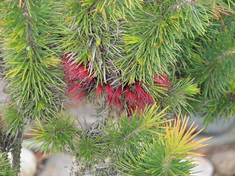 Calothamnus pinifolius - Geographe Plants