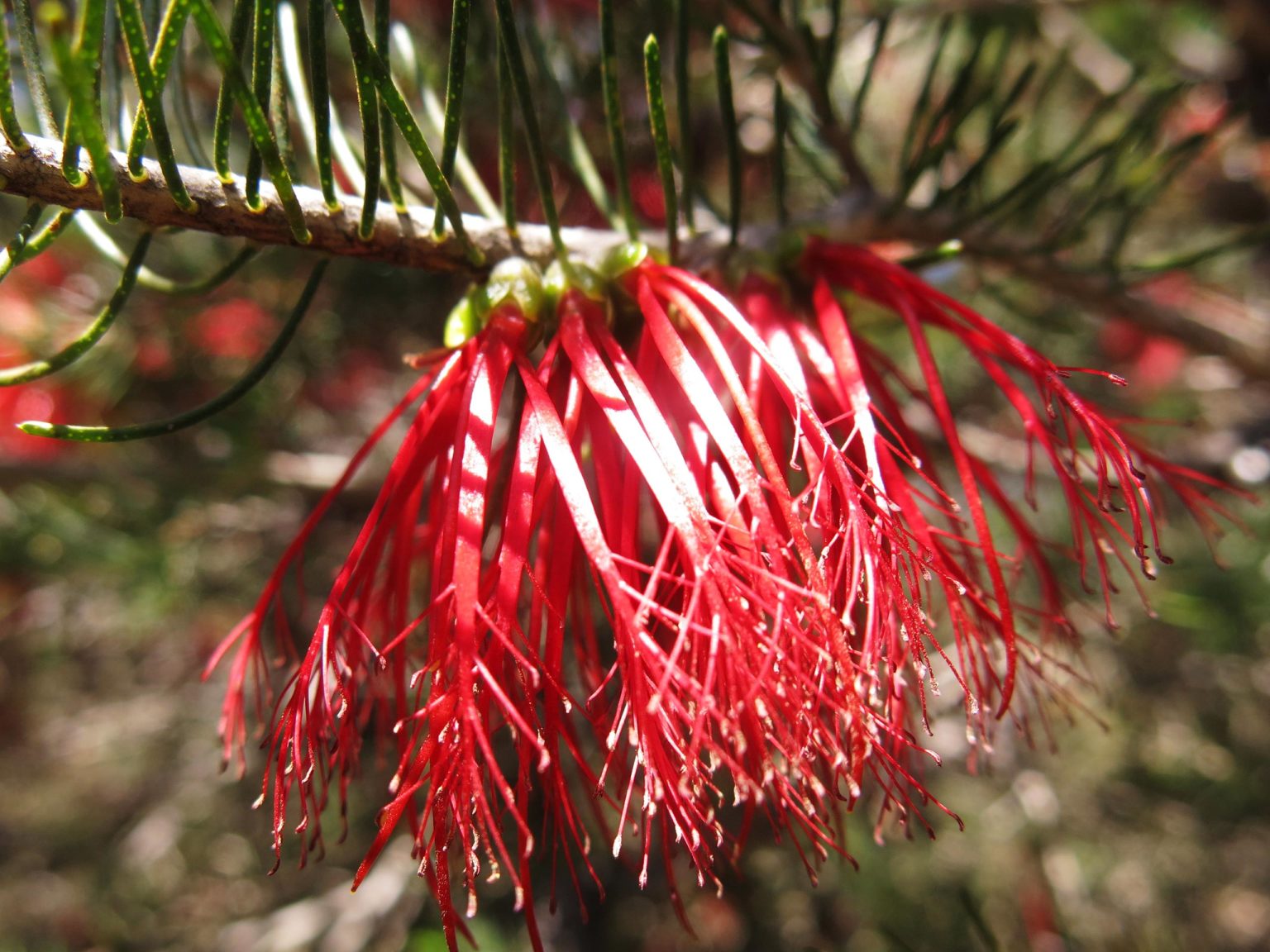 Calothamnus quadrifidus subsp. teretifolius - Geographe Plants