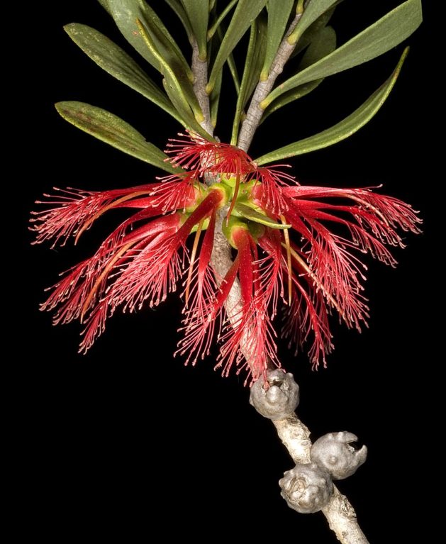 Calothamnus quadrifidus subsp. homalophyllus - Geographe Plants