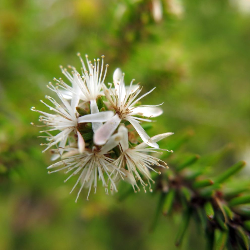 Calytrix hirta - Geographe Plants