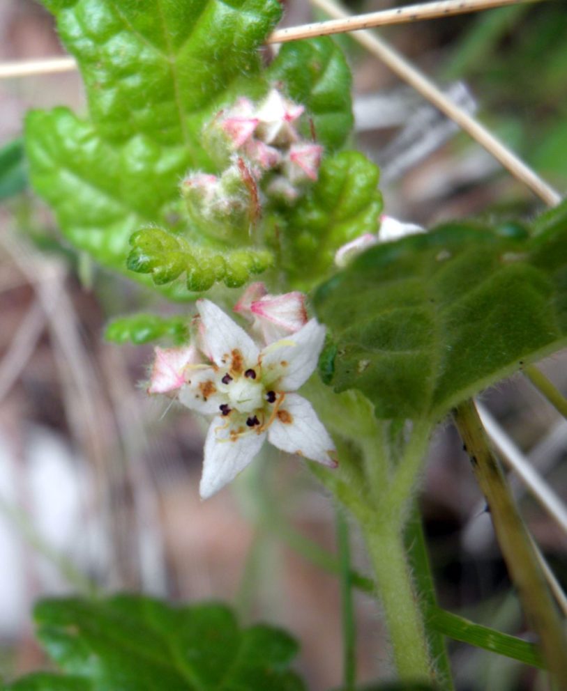 Commersonia corniculata - Geographe Plants