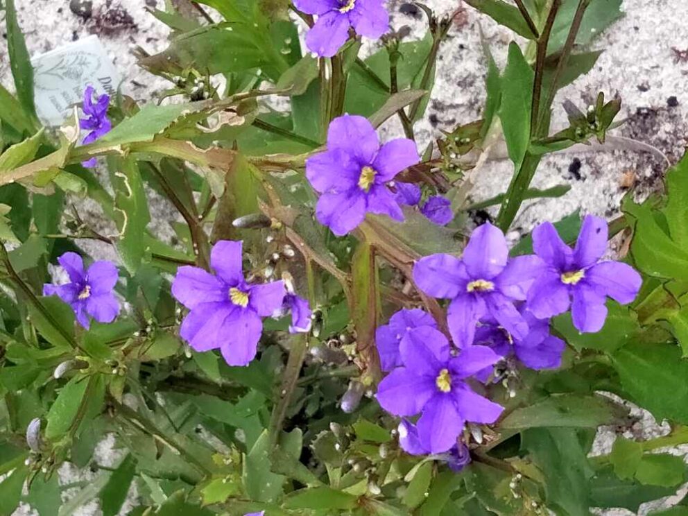 Dampiera decurrens - Geographe Plants