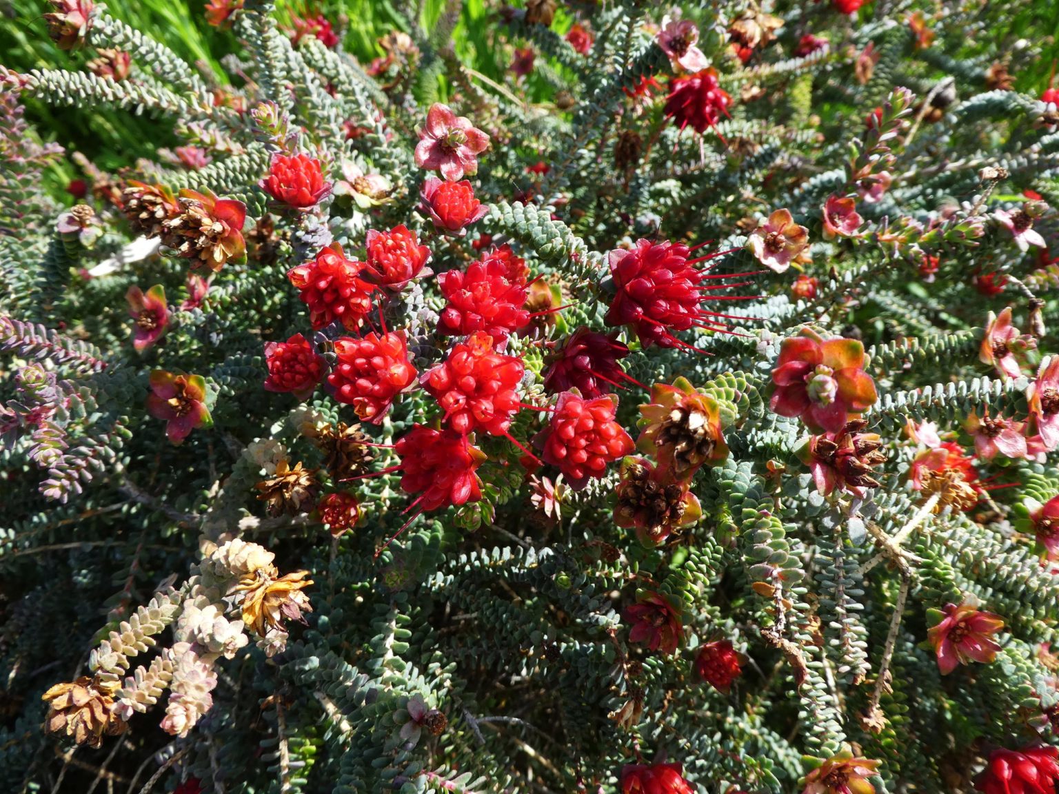 Darwinia oldfieldii - Geographe Plants