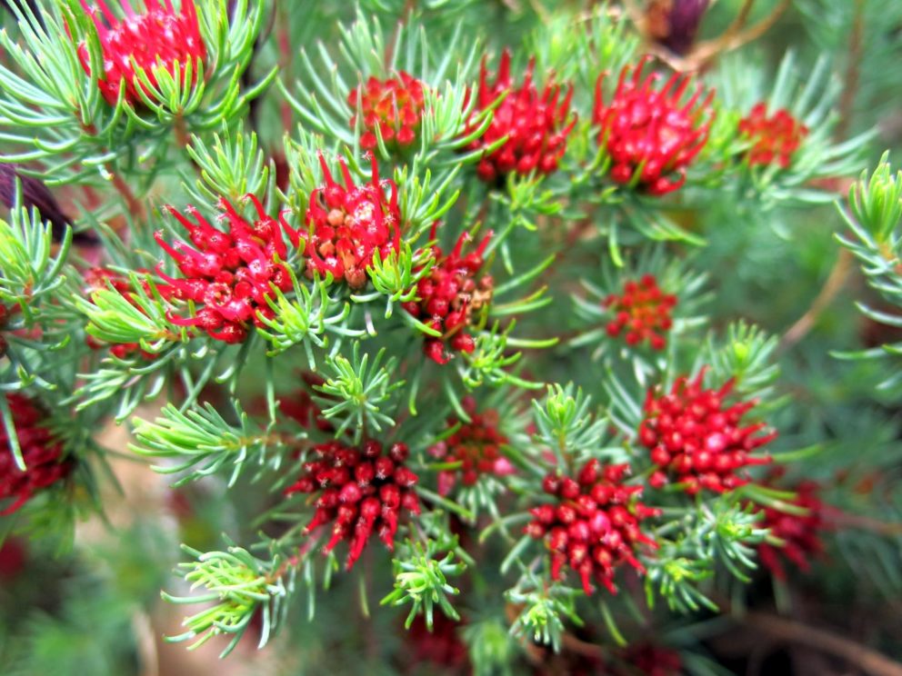 Darwinia pinifolia - Geographe Plants