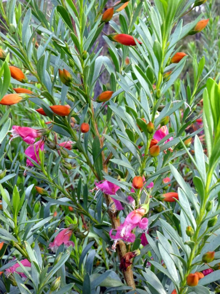 Eremophila 'Fairy Floss' (hybrid racemosa x maculata) - Geographe Plants