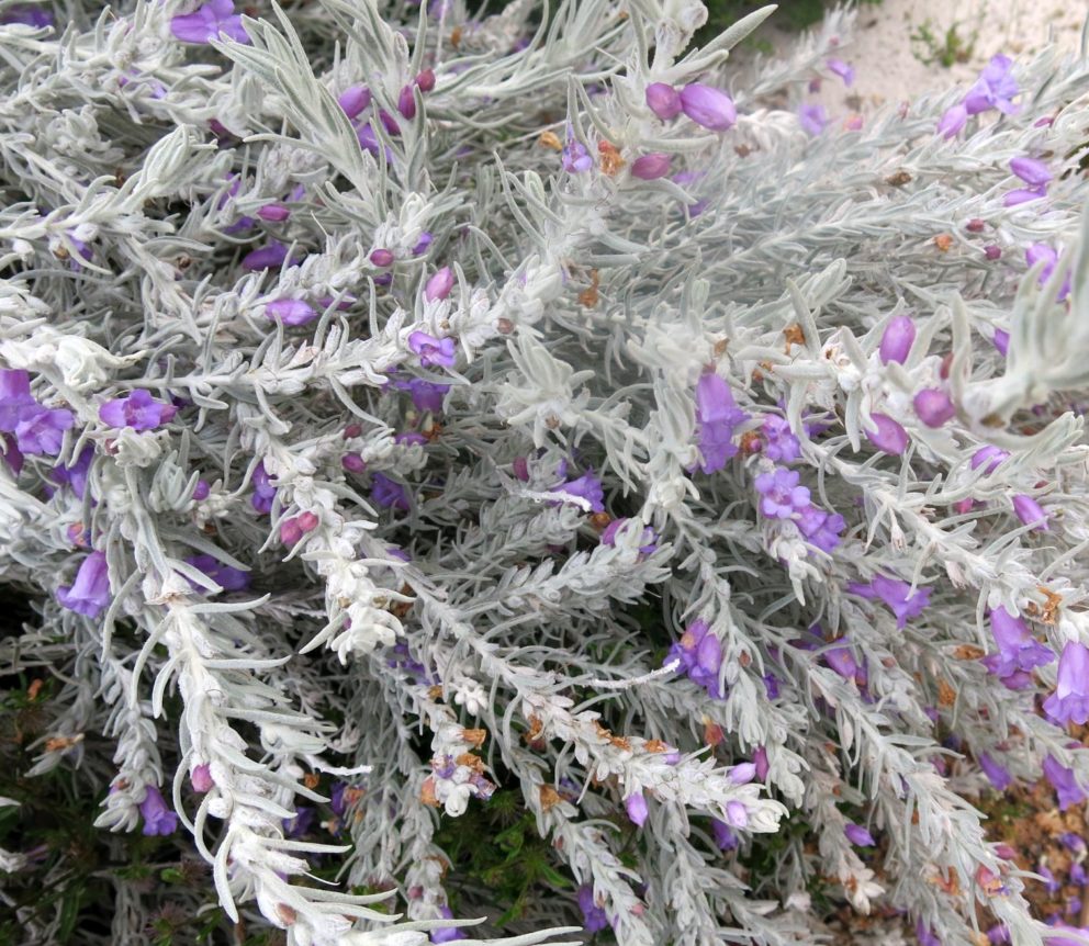 Eremophila nivea - Geographe Plants