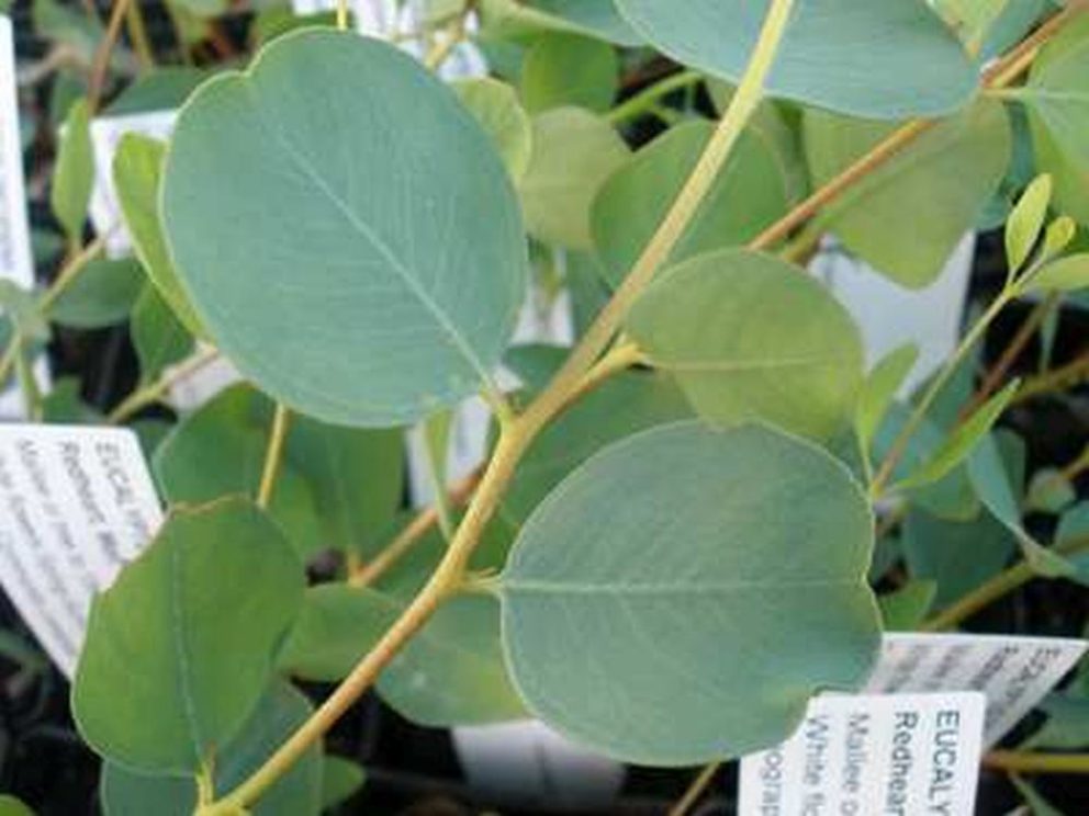 Eucalyptus decipiens - Geographe Plants