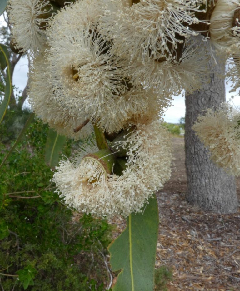 Eucalyptus gomphocephala - Geographe Plants