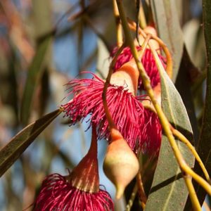 Eucalyptus leucoxylon 'Rosea' - Geographe Plants