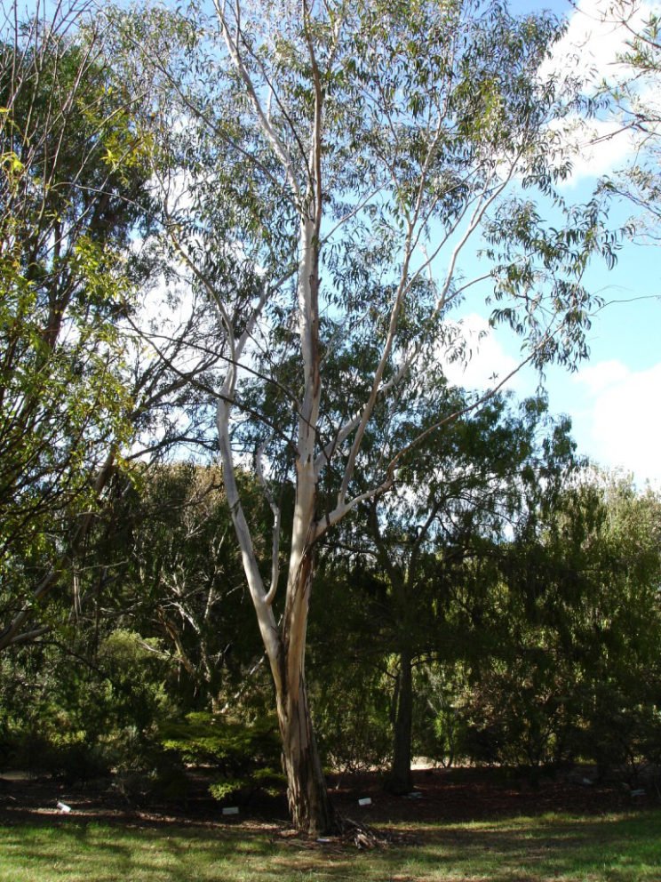 Eucalyptus megacarpa - Geographe Plants