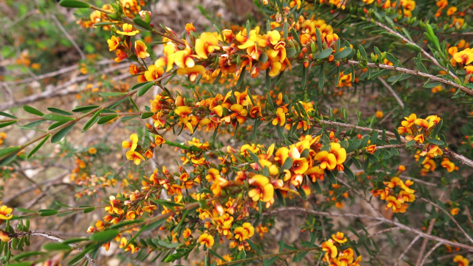 Eutaxia myrtifolia - Geographe Plants