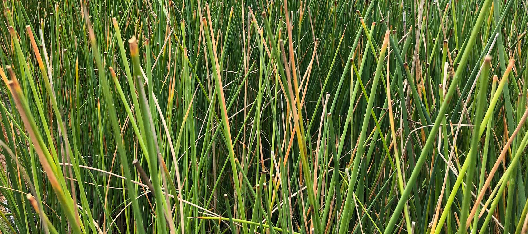 Wholesale Orders Catalog - Geographe Nursery