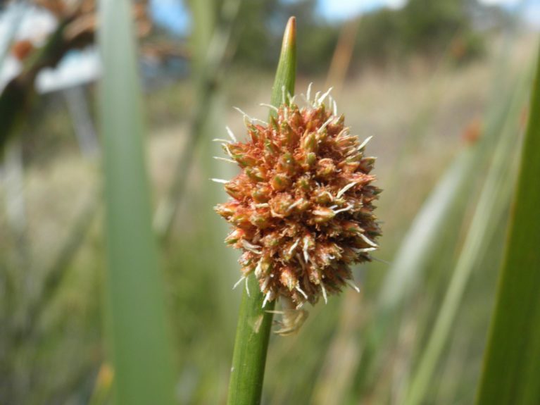 Ficinia nodosa - Geographe Plants