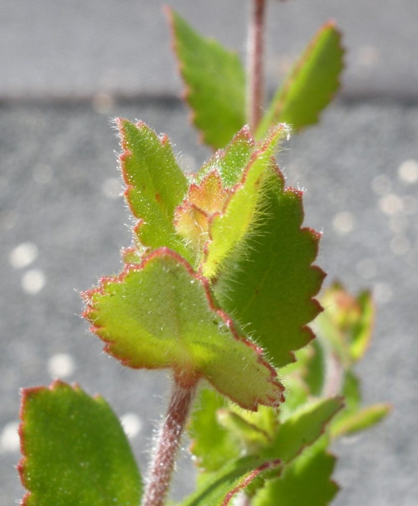 Gonocarpus benthamii - Geographe Plants