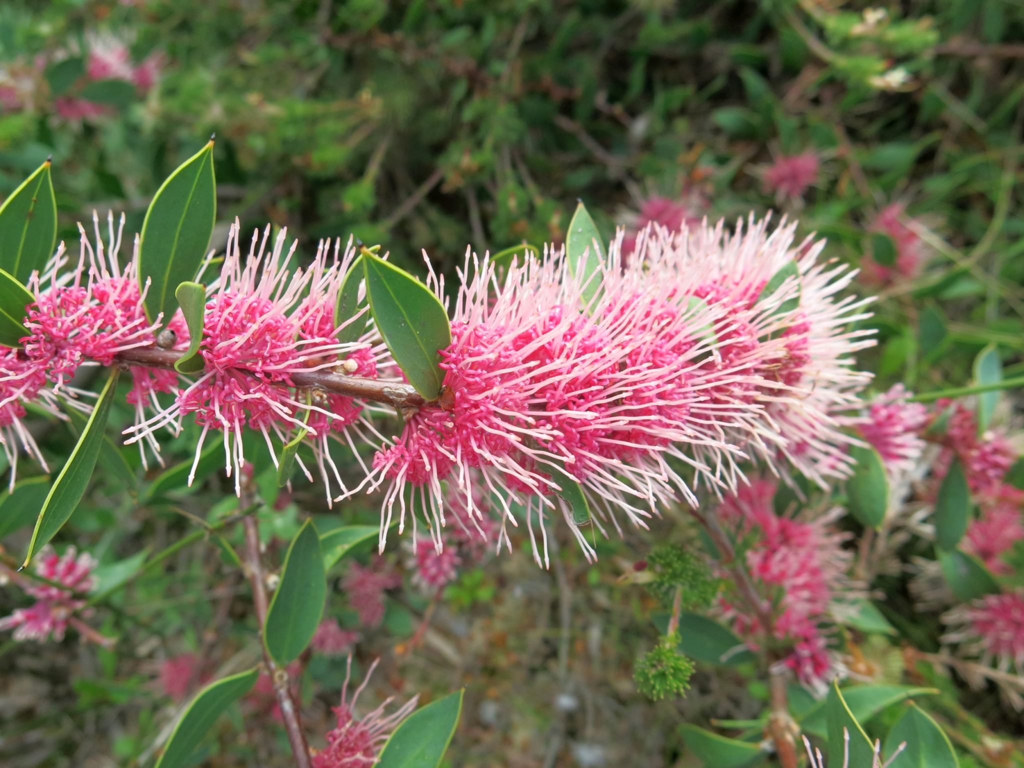 Hakea 'Burrendong Beauty' - Geographe Plants