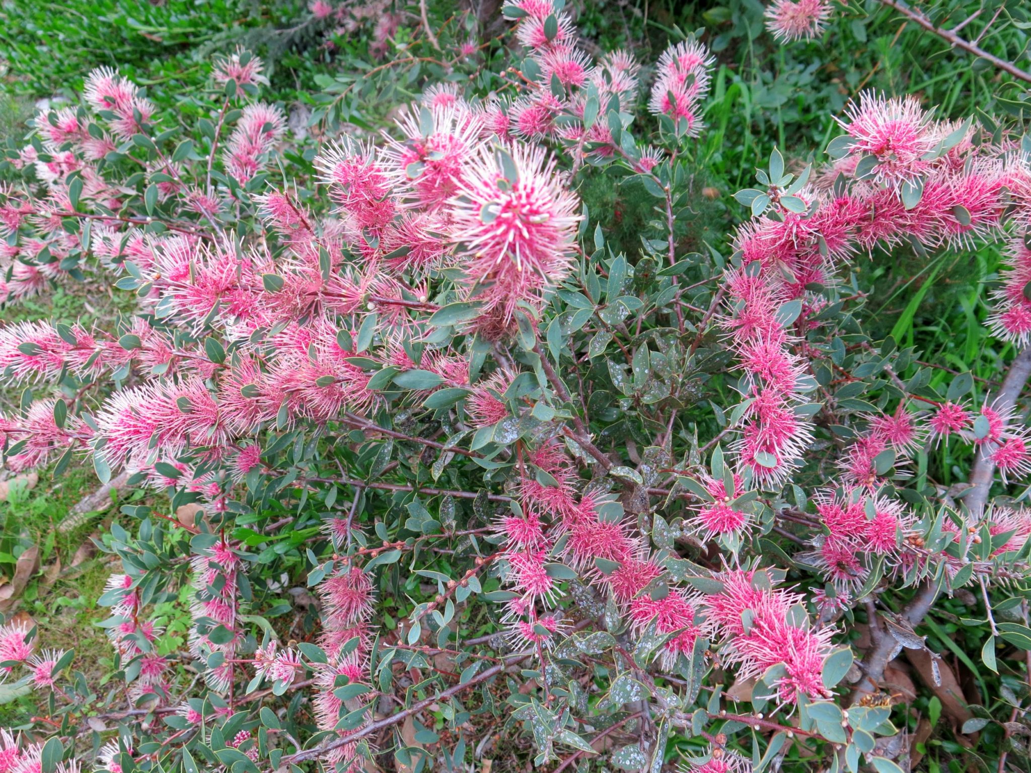 Hakea 'Burrendong Beauty' - Geographe Plants