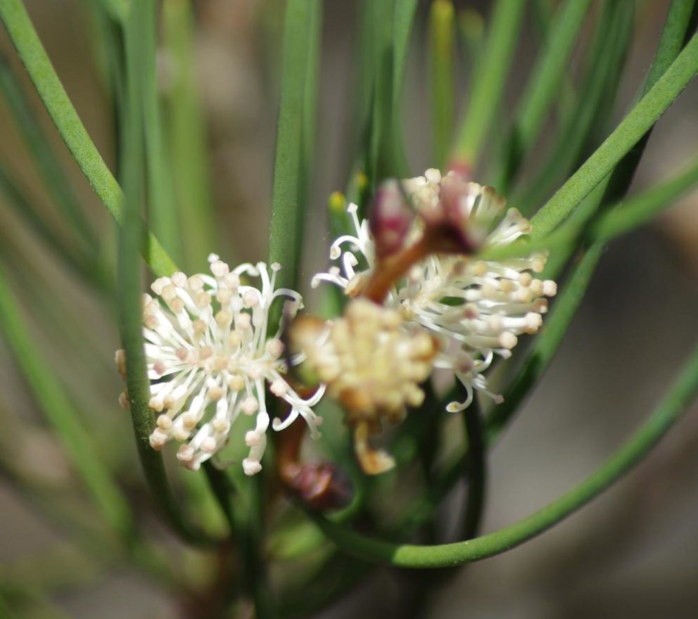Hakea drupacea - Geographe Plants