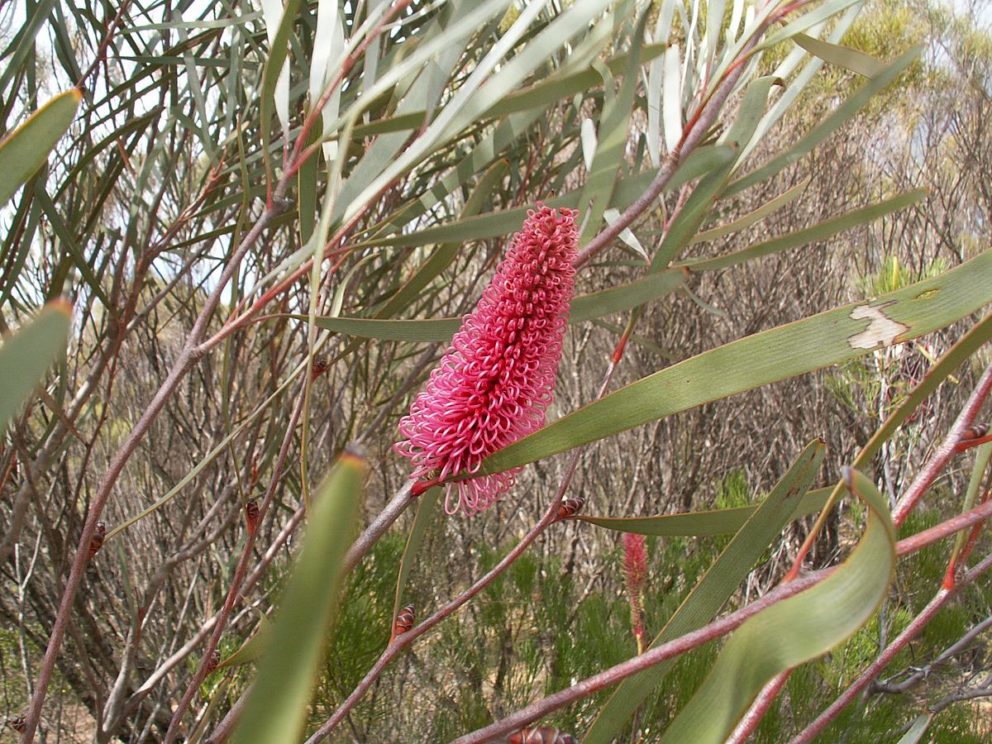 Hakea francisiana - Geographe Plants