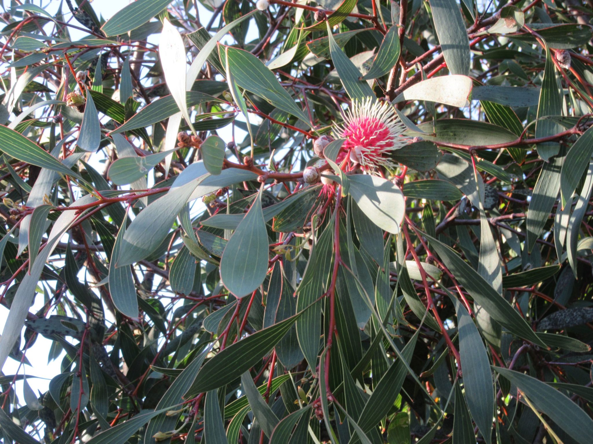 Hakea laurina - Geographe Plants