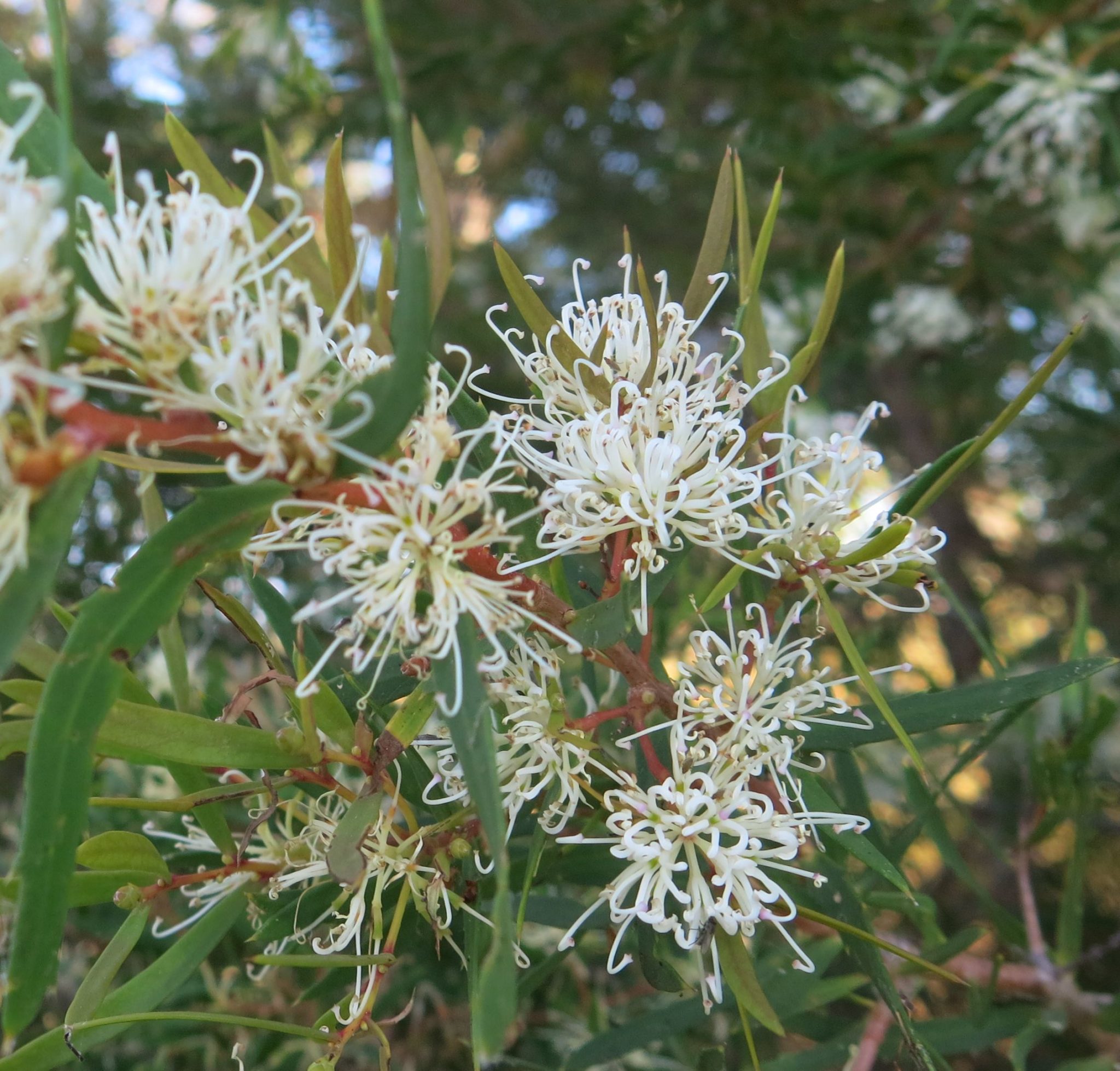 Hakea linearis - Geographe Plants
