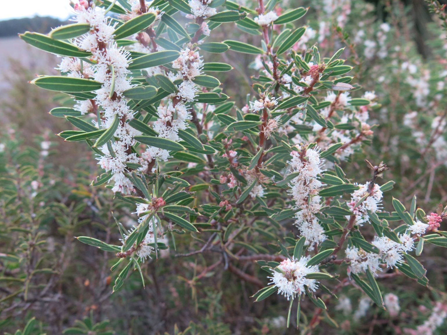 Hakea marginata - Geographe Plants