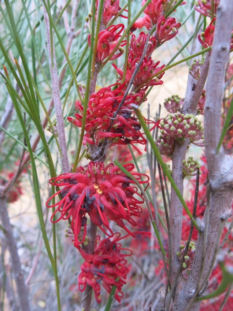 Hakea orthorrhyncha - Geographe Plants