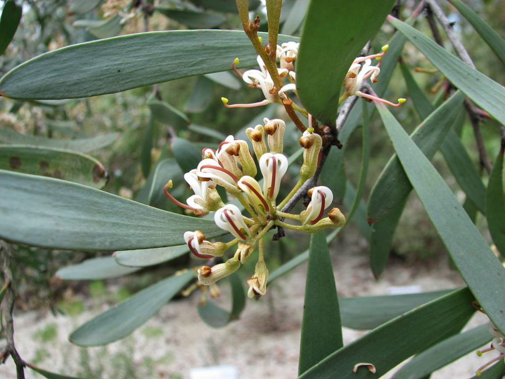 Hakea pandanicarpa - Geographe Plants