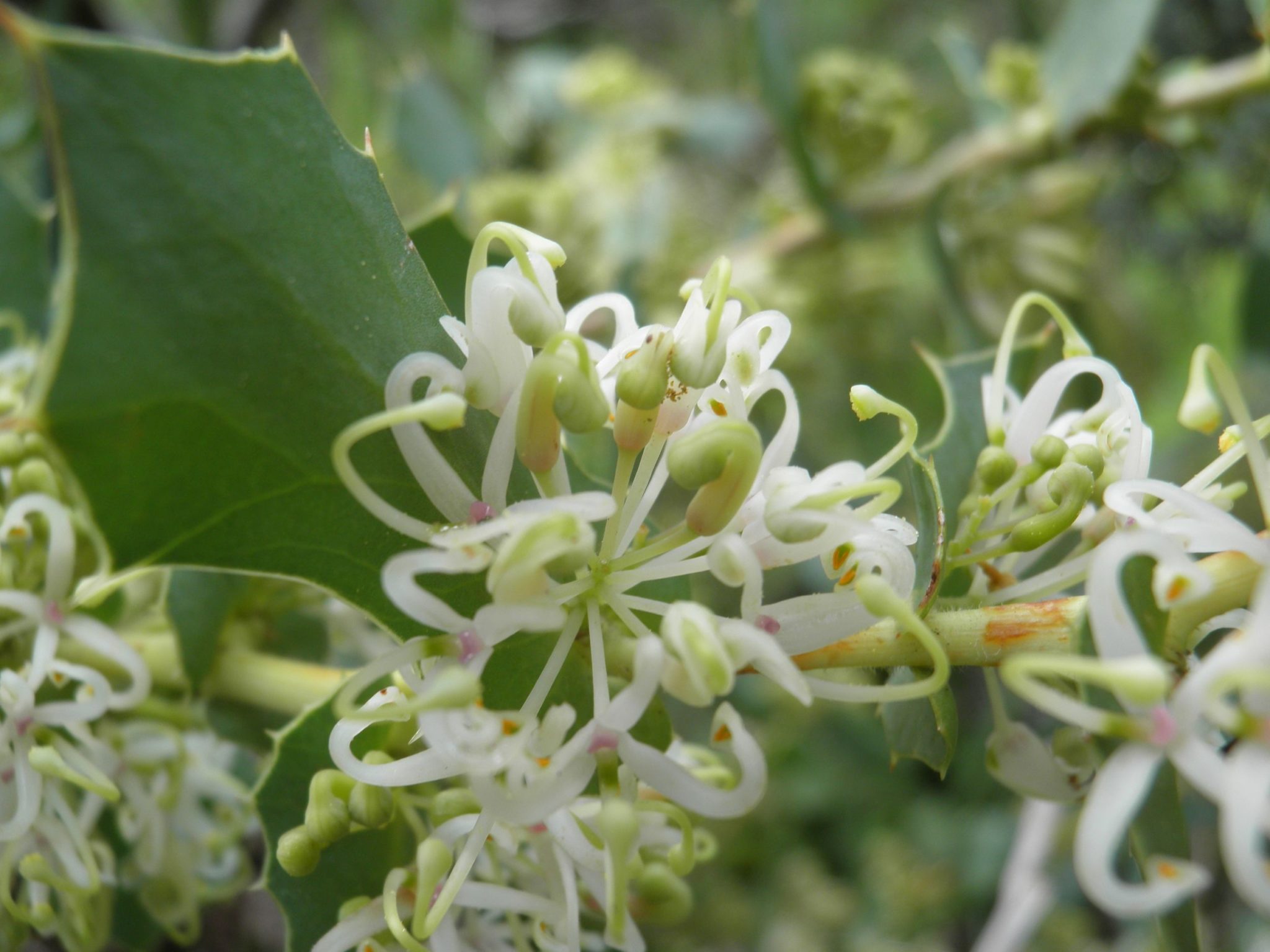 Hakea prostrata - Geographe Plants