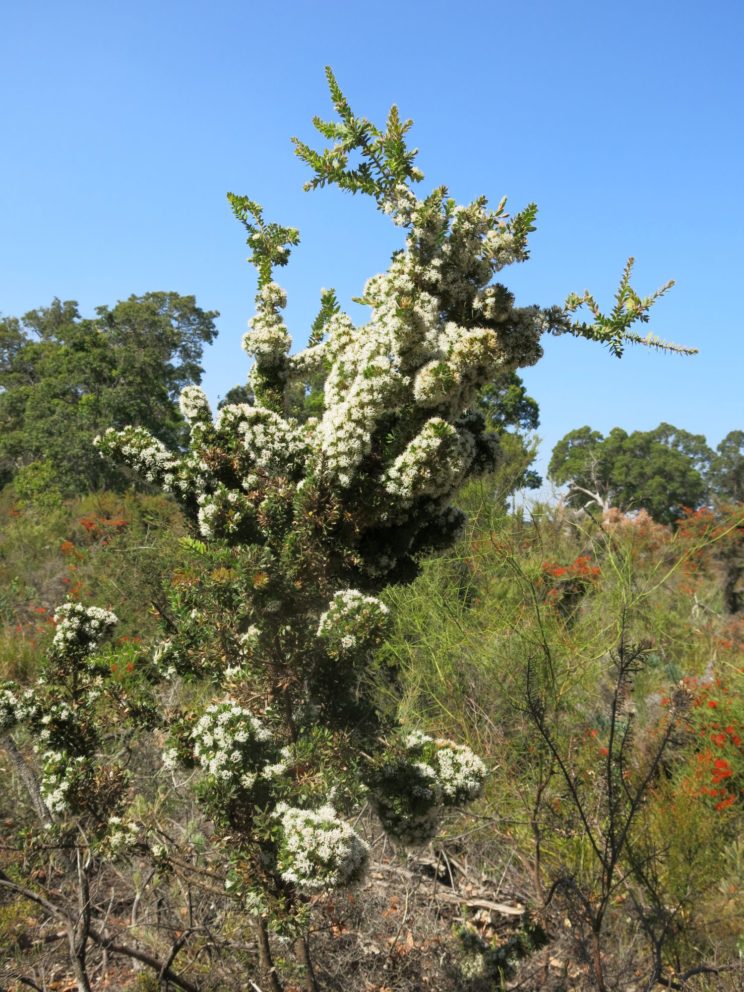 Hakea ruscifolia - Geographe Plants