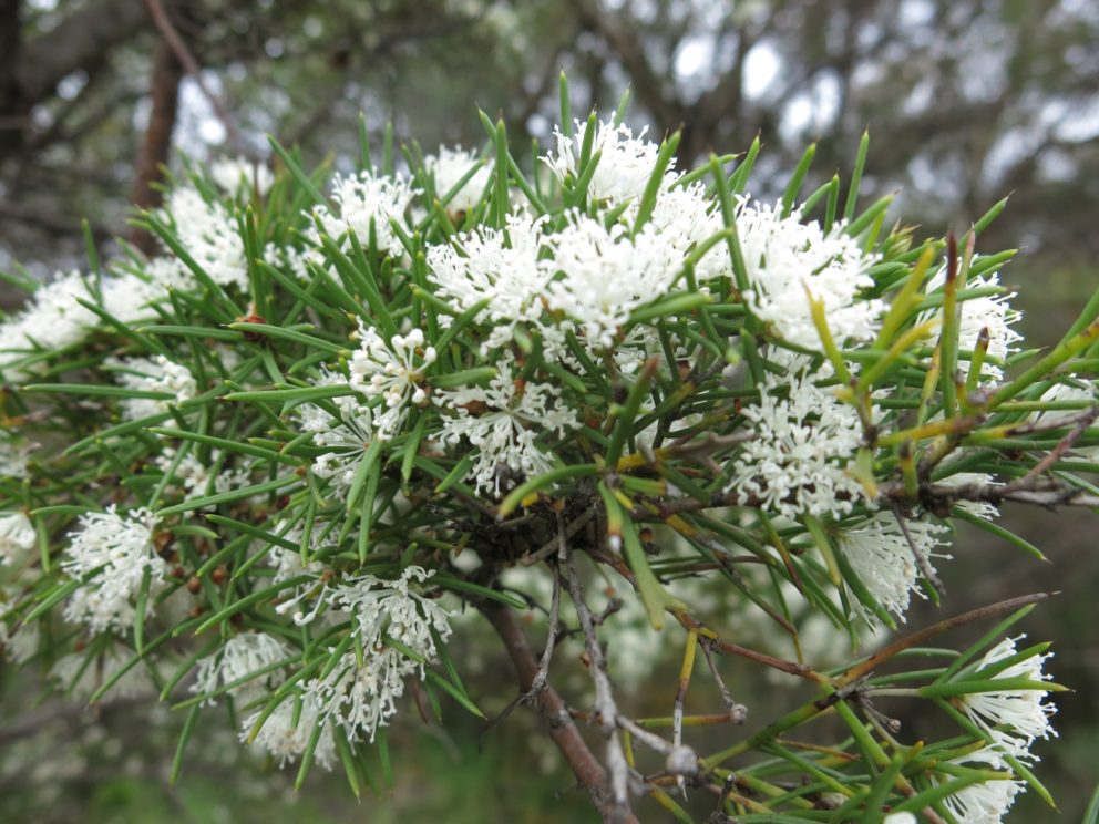Hakea varia - Geographe Plants