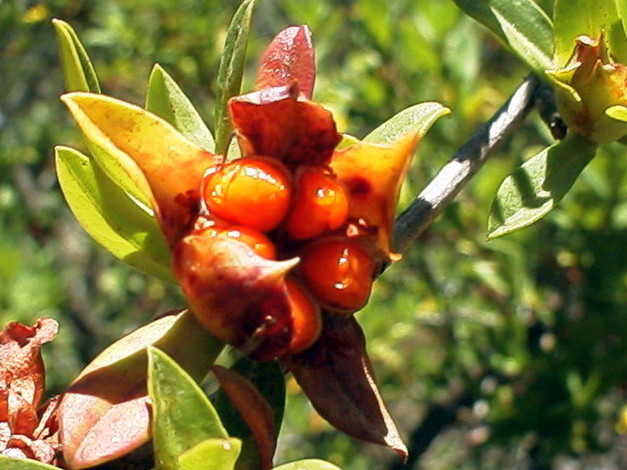 Hibbertia cuneiformis - Geographe Plants