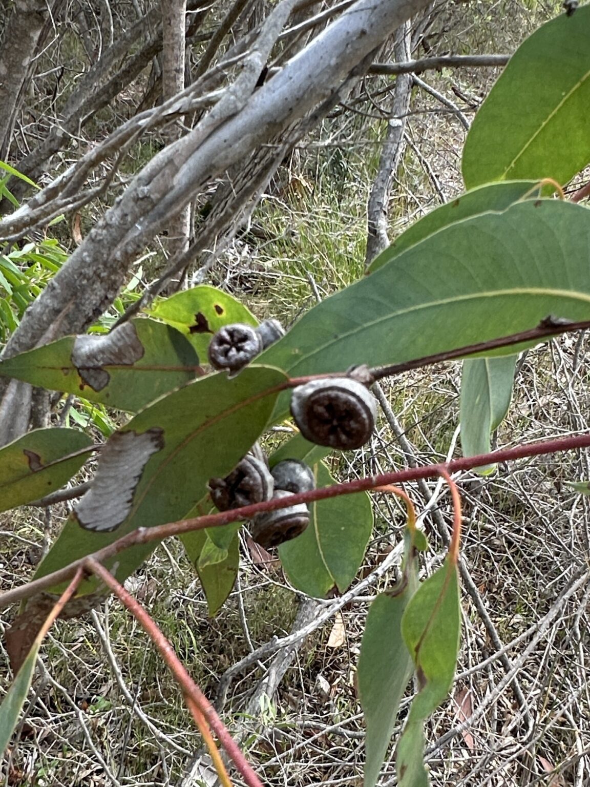 Eucalyptus megacarpa - Geographe Plants