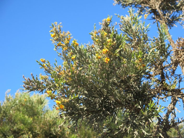 Jacksonia horrida - Geographe Plants